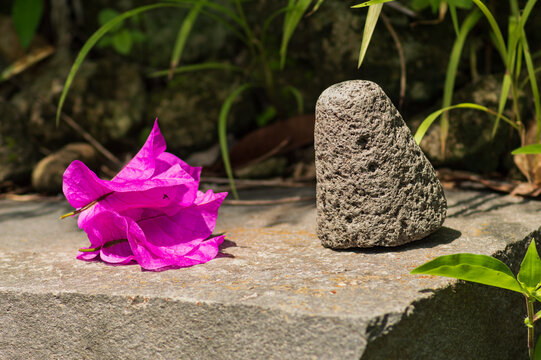 Imágenes de "Flor Lila": descubre bancos de fotos, ilustraciones ...