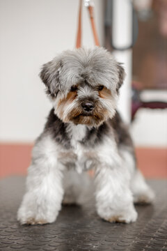 Rhe Bilder – Durchsuchen 697 Archivfotos, Vektorgrafiken und Videos ...