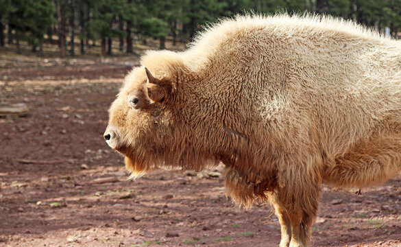 "White Buffalo" Images – Browse 980 Stock Photos, Vectors, and Video ...