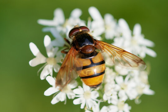 Hornet Mimic Hoverfly Images – HD & 4K Photos Free to Download | PikWizard