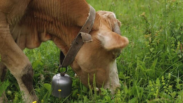 "Cow Bell" Images – Browse 13,755 Stock Photos, Vectors, and Video ...