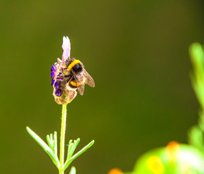 Emil Lazar photos, images, assets | Adobe Stock