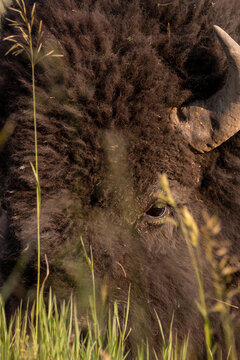 รูปภาพBufflo – เลือกดูภาพถ่ายสต็อก เวกเตอร์ และวิดีโอ152 | Adobe Stock