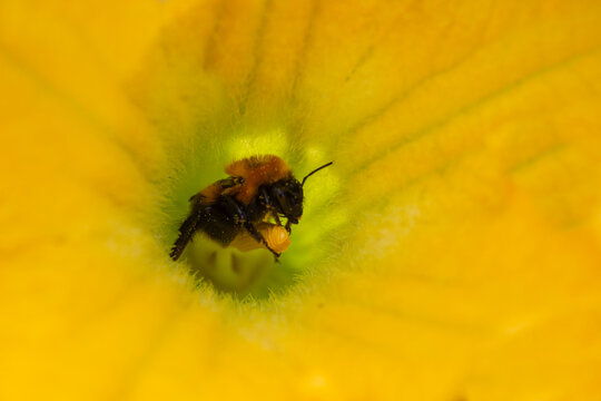 รูปภาพHalictidae – เลือกดูภาพถ่ายสต็อก เวกเตอร์ และวิดีโอ967 | Adobe Stock