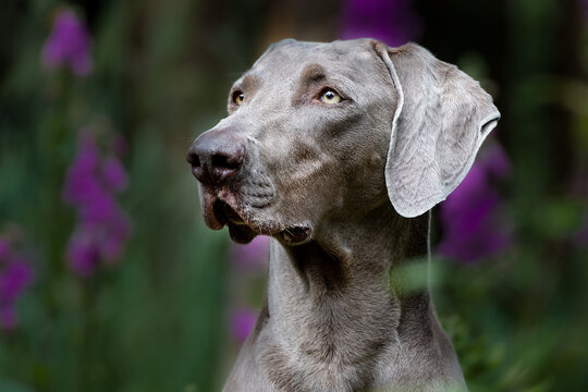 รูปภาพJagdhundeausbildung – เลือกดูภาพถ่ายสต็อก เวกเตอร์ และวิดีโอ550 ...