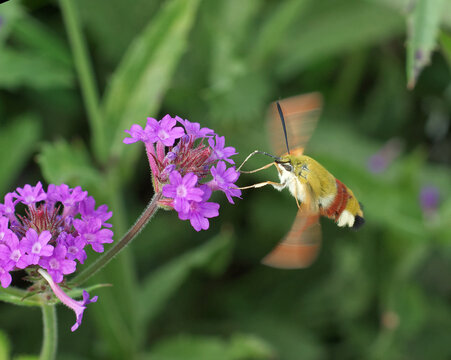 รูปภาพSphingidae – เลือกดูภาพถ่ายสต็อก เวกเตอร์ และวิดีโอ11,147 | Adobe ...