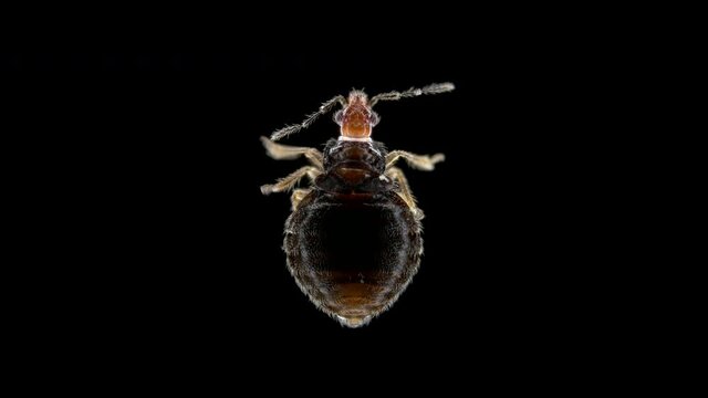 Cimicidae Images – Browse 219 Stock Photos, Vectors, and Video | Adobe ...