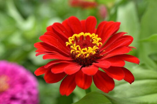 รูปภาพCynia – เลือกดูภาพถ่ายสต็อก เวกเตอร์ และวิดีโอ700 | Adobe Stock