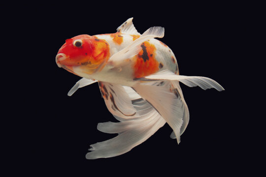 รูปภาพGoldenfish – เลือกดูภาพถ่ายสต็อก เวกเตอร์ และวิดีโอ950 | Adobe Stock