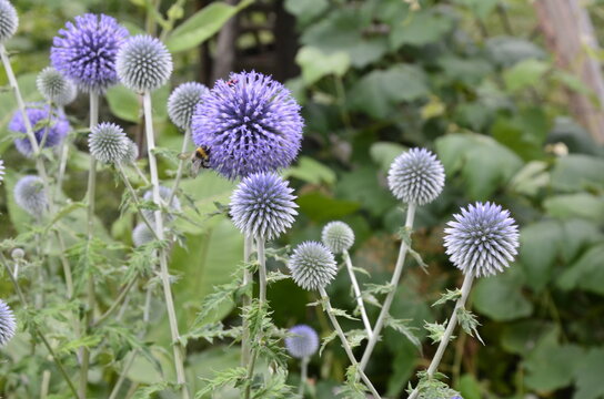 รูปภาพSeasom – เลือกดูภาพถ่ายสต็อก เวกเตอร์ และวิดีโอ364 | Adobe Stock