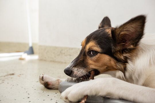 Mieszaniec-Bilder: Stock-Fotos & -Videos. | Adobe Stock