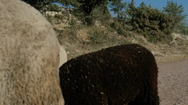 Shepherd Carrying Sheep Images – Browse 421 Stock Photos, Vectors, and ...