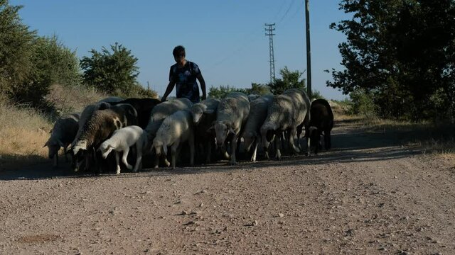 Shepherd Carrying Sheep Images – Browse 421 Stock Photos, Vectors, and ...