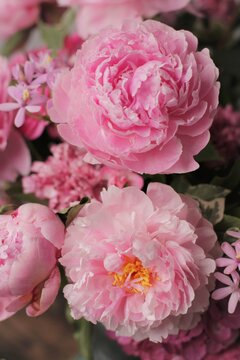 รูปภาพPiony – เลือกดูภาพถ่ายสต็อก เวกเตอร์ และวิดีโอ423 | Adobe Stock