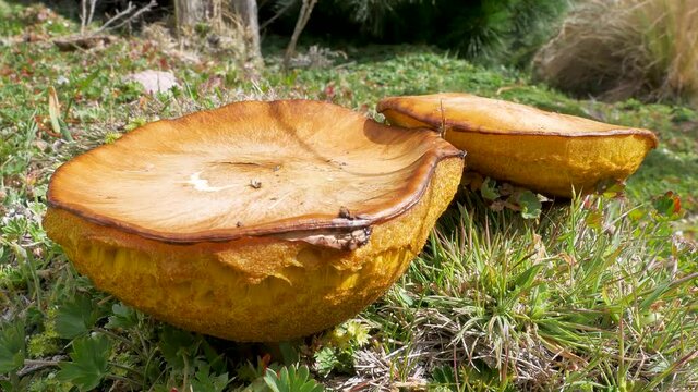 Pilzsorten Bilder – Durchsuchen 2,136 Archivfotos, Vektorgrafiken und ...