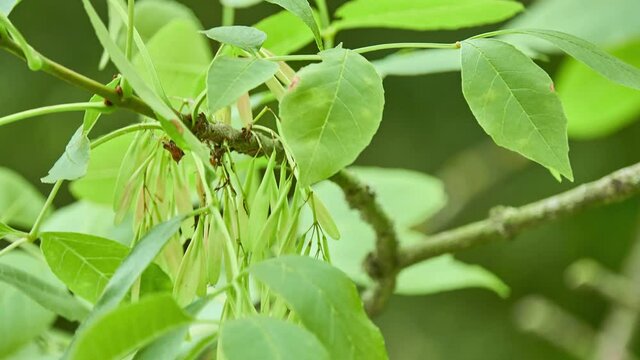 "Red Ash" Images – Browse 1,011 Stock Photos, Vectors, and Video ...