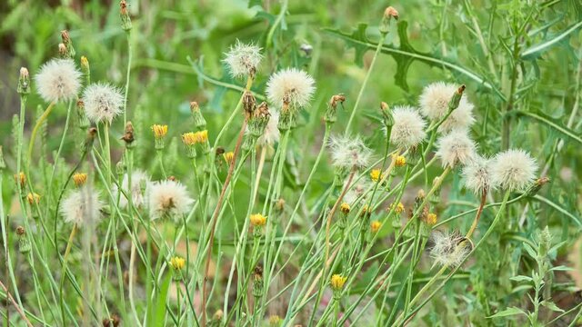 Leontodon Images – Browse 42,678 Stock Photos, Vectors, and Video ...