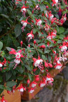 「Fuchsien」の写真素材 | 381件の無料イラスト画像 | Adobe Stock