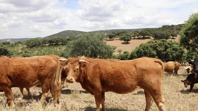 Reses Images – Browse 20,233 Stock Photos, Vectors, and Video | Adobe Stock