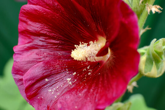 รูปภาพBauernrose – เลือกดูภาพถ่ายสต็อก เวกเตอร์ และวิดีโอ680 | Adobe Stock