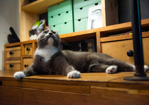 Flojo Bilder – Durchsuchen 89 Archivfotos, Vektorgrafiken und Videos ...