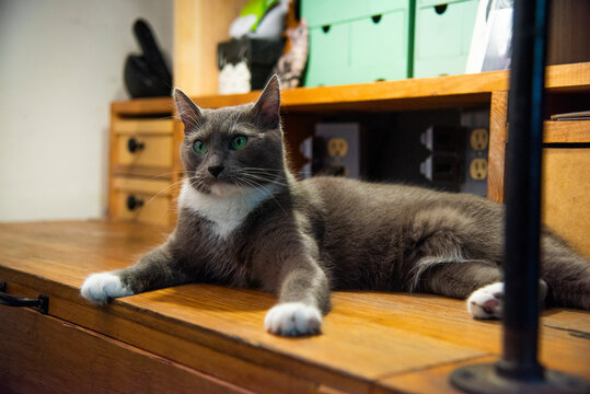 Flojo Bilder – Durchsuchen 89 Archivfotos, Vektorgrafiken und Videos ...