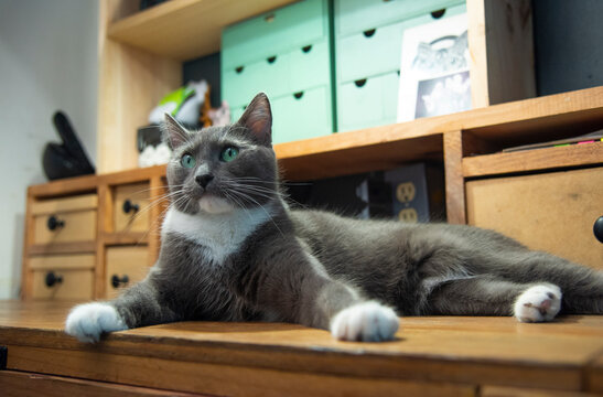 Flojo Bilder – Durchsuchen 89 Archivfotos, Vektorgrafiken und Videos ...