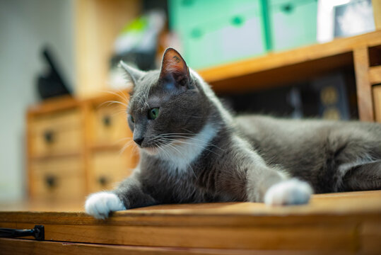 Flojo Bilder – Durchsuchen 89 Archivfotos, Vektorgrafiken und Videos ...