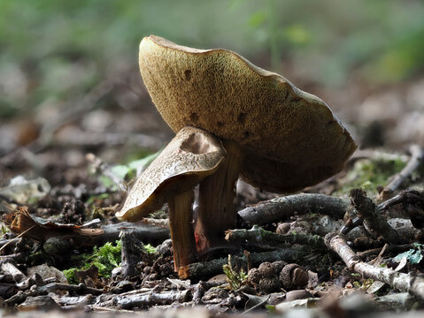Destruenten bilder – Bläddra bland 241 stockfoton, vektorer och videor ...