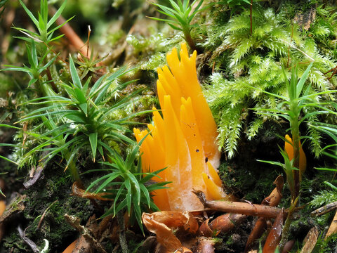 Destruenten bilder – Bläddra bland 241 stockfoton, vektorer och videor ...