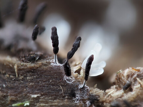 Myxomycota Bilder – Durchsuchen 1,443 Archivfotos, Vektorgrafiken und ...