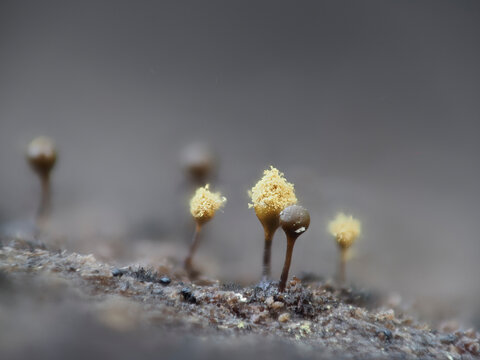 Myxomycota Bilder – Durchsuchen 1,616 Archivfotos, Vektorgrafiken und ...