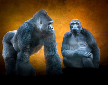 Ralph Lear 写真、画像、アセット | Adobe Stock