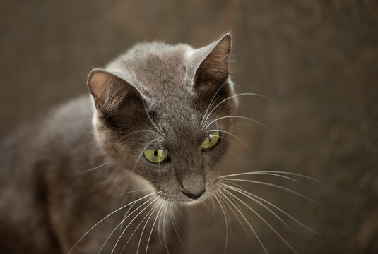 รูปภาพRonroneo – เลือกดูภาพถ่ายสต็อก เวกเตอร์ และวิดีโอ156 | Adobe Stock