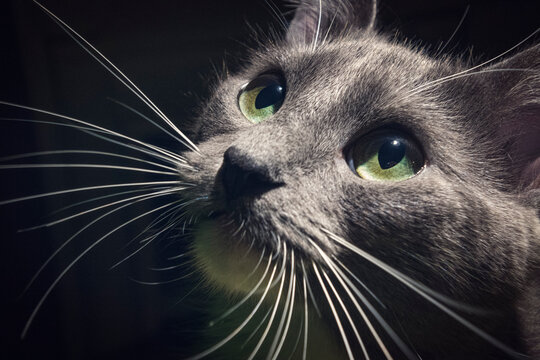 รูปภาพRonroneo – เลือกดูภาพถ่ายสต็อก เวกเตอร์ และวิดีโอ156 | Adobe Stock