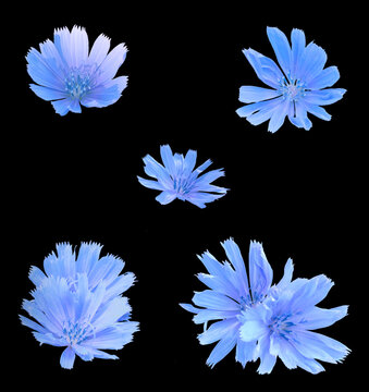 Chicory Icon Bilder – Durchsuchen 519 Archivfotos, Vektorgrafiken und ...