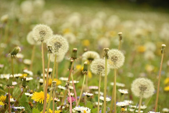 Pusteblumenwiese Bilder – Durchsuchen 9,160 Archivfotos, Vektorgrafiken ...
