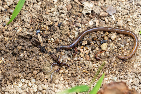 ぬるぬる Images – Browse 193 Stock Photos, Vectors, and Video | Adobe Stock