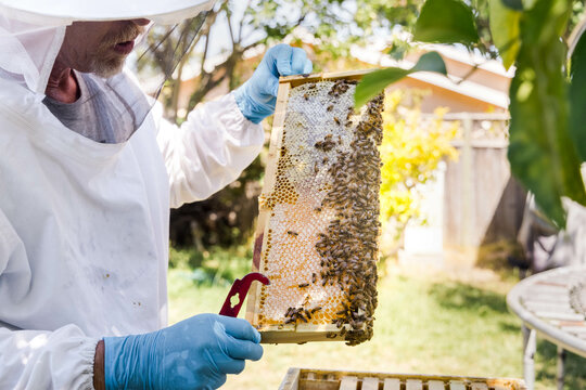 Apiculture Images – Browse 189,537 Stock Photos, Vectors, and Video ...