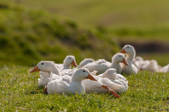 "Domestic Ducks" Images – Browse 1,171 Stock Photos, Vectors, and Video ...