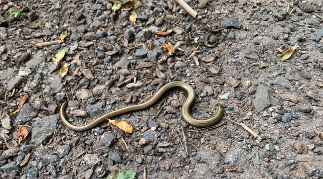 "Dead Snake"-Bilder: Stock-Fotos & -Videos. | Adobe Stock