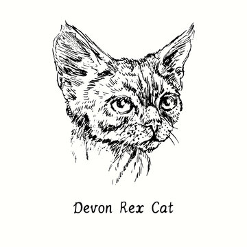 "Devon Rex Cat" Images – Browse 506 Stock Photos, Vectors, and Video ...