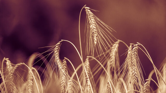 「Escanda」の写真素材 | 13件の無料イラスト画像 | Adobe Stock