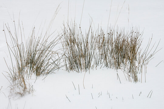 รูปภาพWood-Rush – เลือกดูภาพถ่ายสต็อก เวกเตอร์ และวิดีโอ325 | Adobe Stock