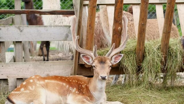 Hurt Zoo Animal Bilder – Durchsuchen 979 Archivfotos, Vektorgrafiken ...