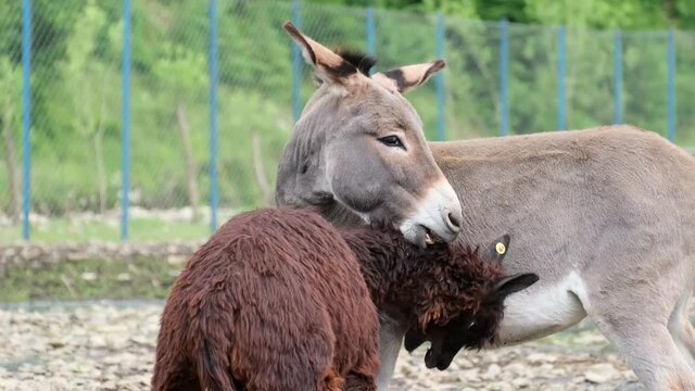 Obrázky "Animal Circus" – procházejte fotografie, vektory a videa 100 ...