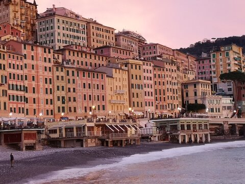 Lionees Images – Browse 529 Stock Photos, Vectors, and Video | Adobe Stock