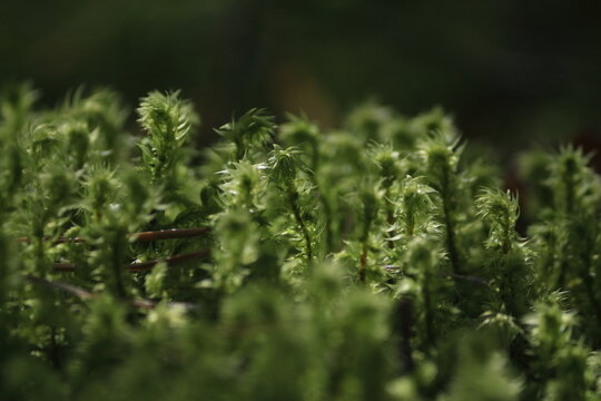 Shaggy-Moss Images – Browse 10 Stock Photos, Vectors, and Video | Adobe ...