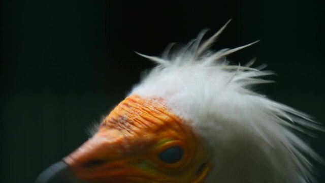 Egyptian Vulture Images – Browse 4,085 Stock Photos, Vectors, and Video ...