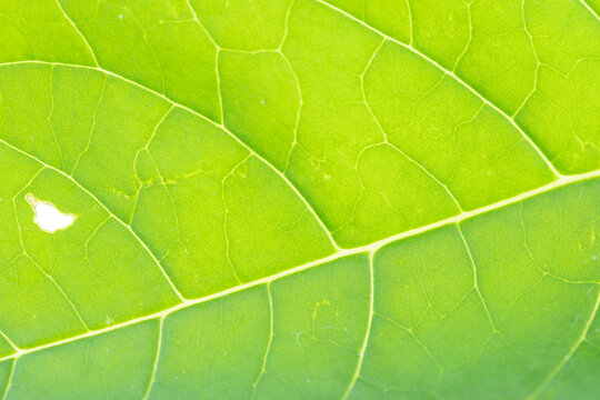 Scoke bilder – Bläddra bland 2,420 stockfoton, vektorer och videor ...